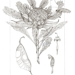 Australian Botanical Illustration | Set of 3 Floral Prints | Australian ...