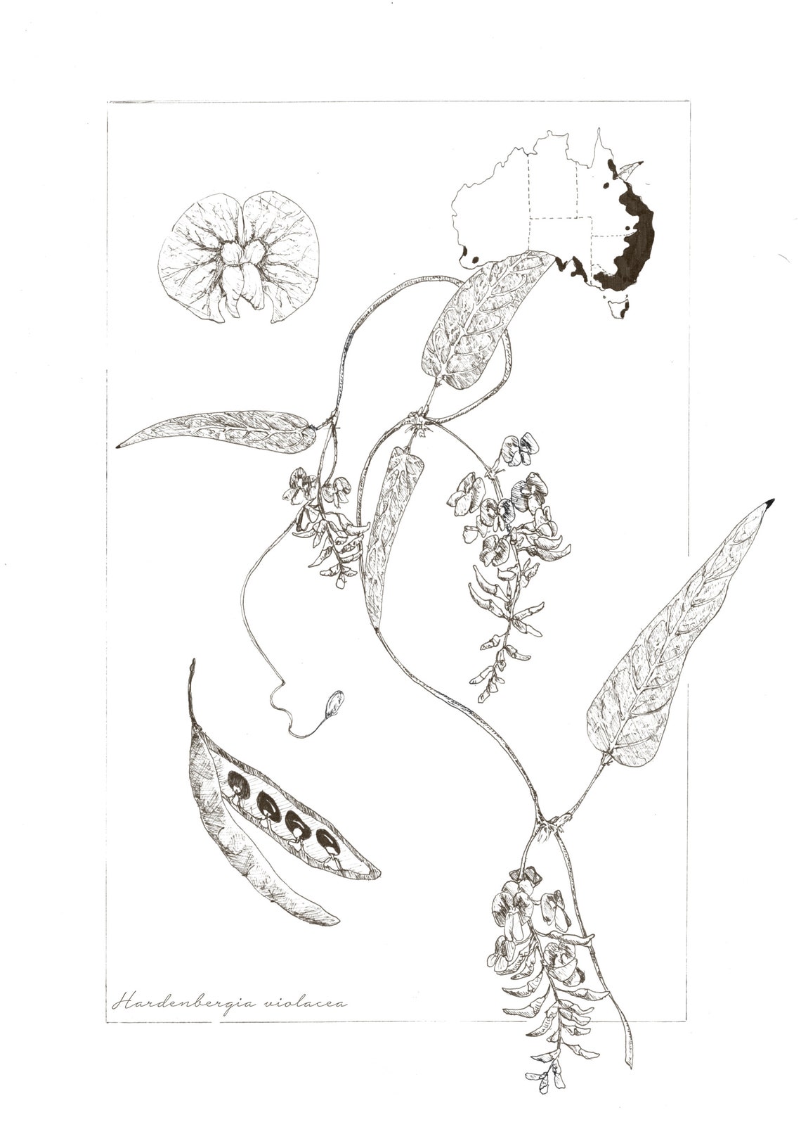 Australian Botanical Illustration | Set of 3 Floral Prints | Australian ...