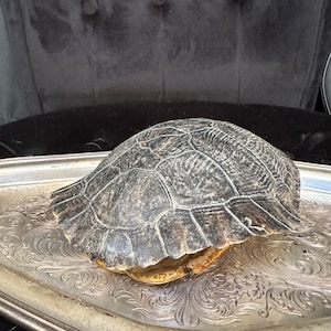 Tortoise Shell - Etsy