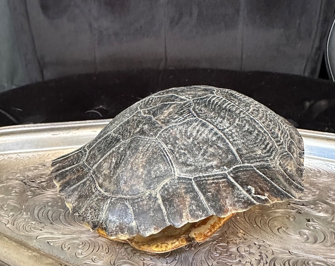 Red Eared Slider Turtle Shells 3 4 Inch CHOOSE Your QUANTITY TU22 - Etsy