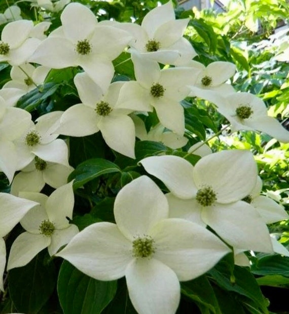 Cornelius Flowering Dogwood Tree Seeds | Etsy Australia
