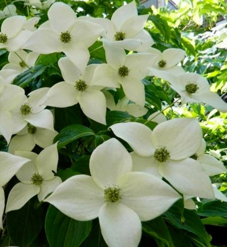 Cornelius Flowering Dogwood Tree Seeds - Etsy