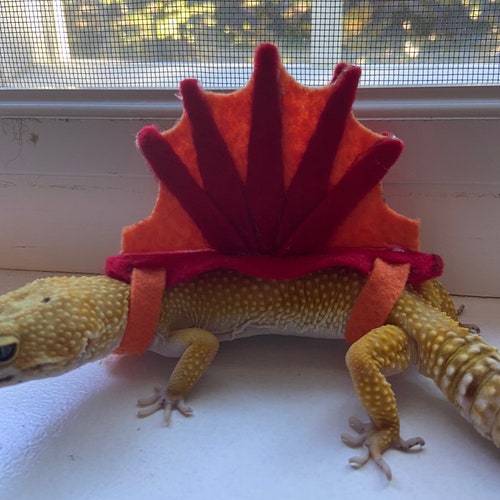 Pumpkin Gecko Costume Gecko Cape Crocheted Pet Costume - Etsy