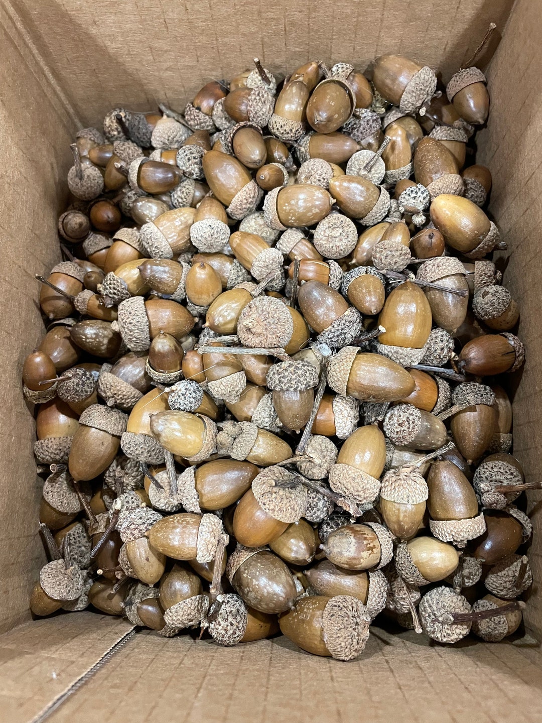 NEW 100 All Natural Acorns Mixed Sizes With N Without Caps White Oaks ...