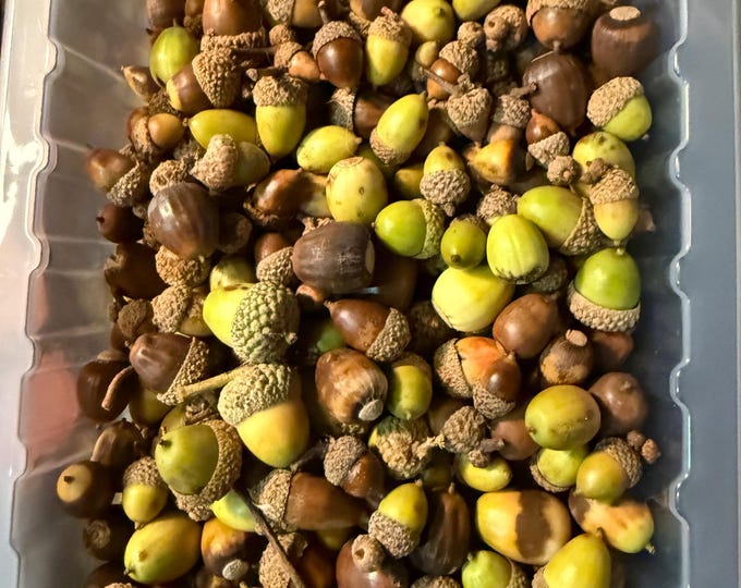 NEW 2025 2 Lb First of Season Fresh Feed All Natural Acorns Mix Sizes ...