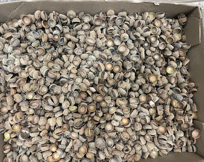 NEW Bulk 2,000 White Acorn Caps Tops Craft Decorations Oak Tree Acorns ...