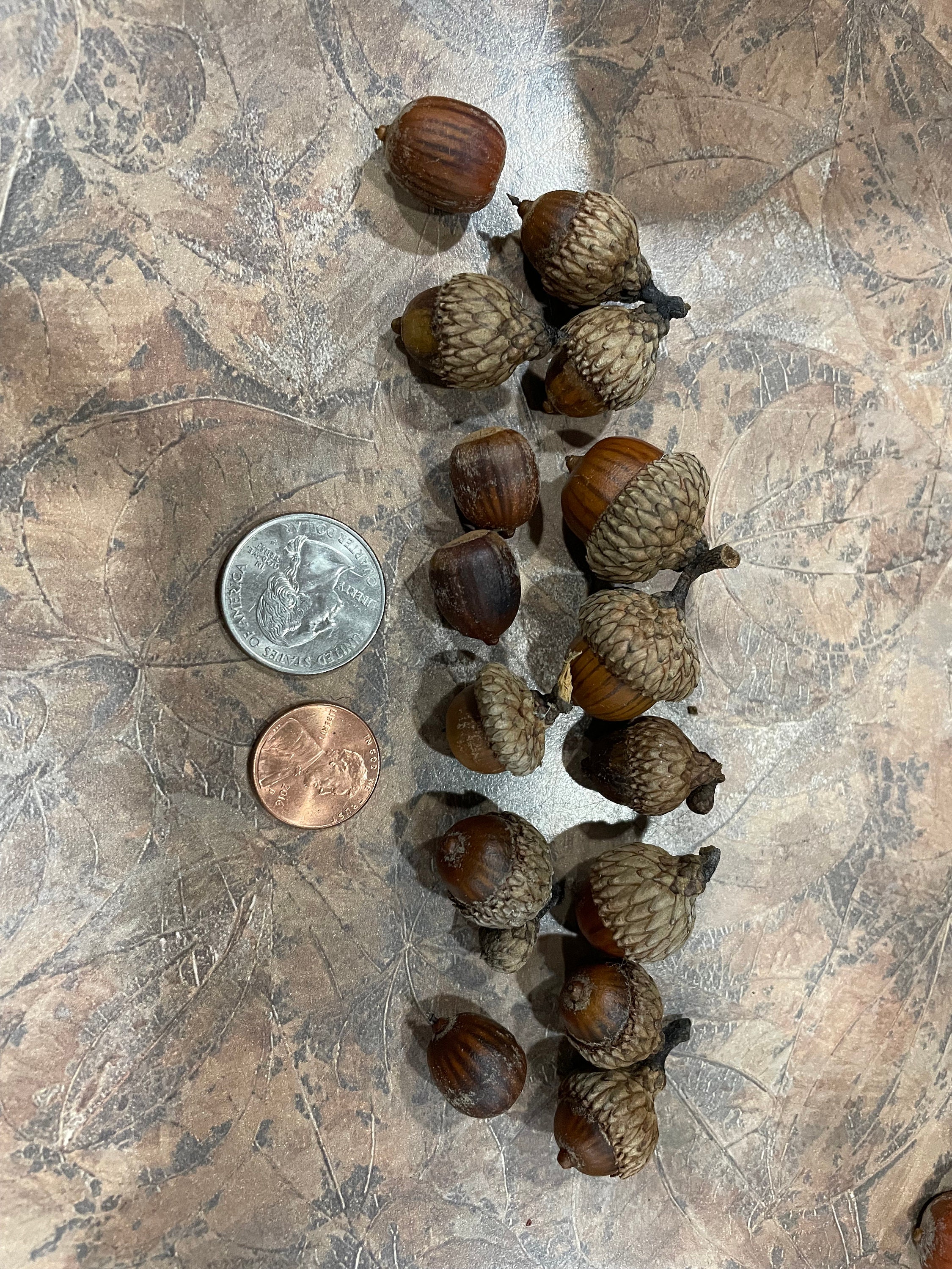NEW 2023 50 All Natural Acorns Med, Small N XS Sizes With Caps All ...