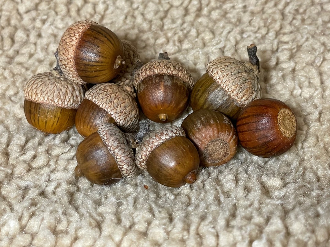 100 All Natural Acorns Mix Sizes With N Without Caps All Black & Red ...