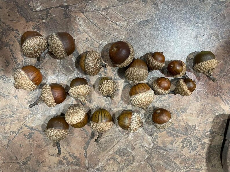 NEW 2023 50 All Natural Acorns Med Small N XS Sizes With Caps - Etsy