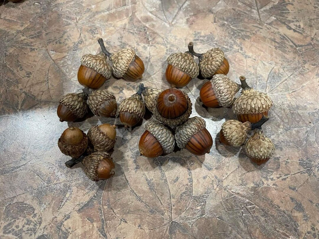 NEW 2023 All Natural Acorns Mix Sizes All Doubles & Triples 20 Sets ...