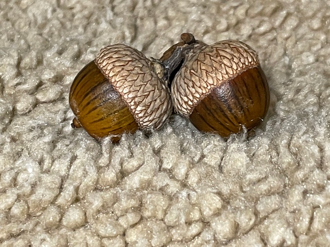 NEW 2023 100 All Natural Acorns Mix Sizes With Caps All Black & Red Oak ...