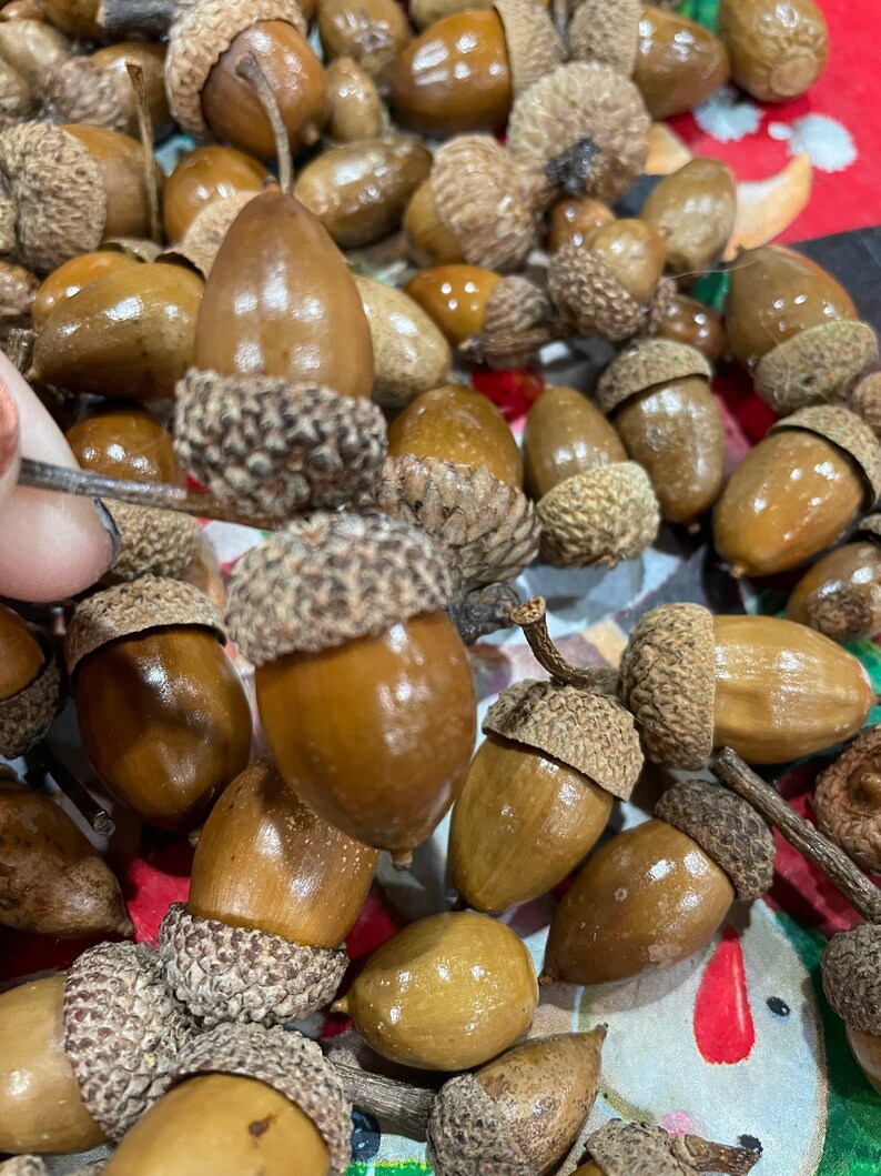 Mix 30 Natural Acorns Tiny to Jumbo With and Without Caps With Acrylic ...