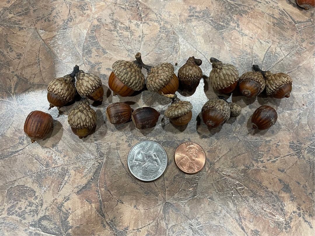 NEW 2023 White, Black & Red Natural Acorns 50 Mix Sizes Acorns With N ...