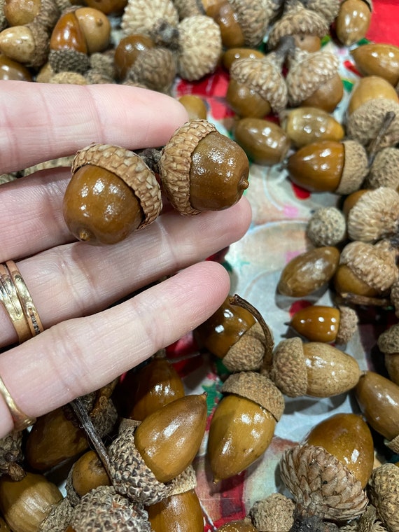 Mix 50 Natural Acorns Tiny to Jumbo With and Without Caps With | Etsy