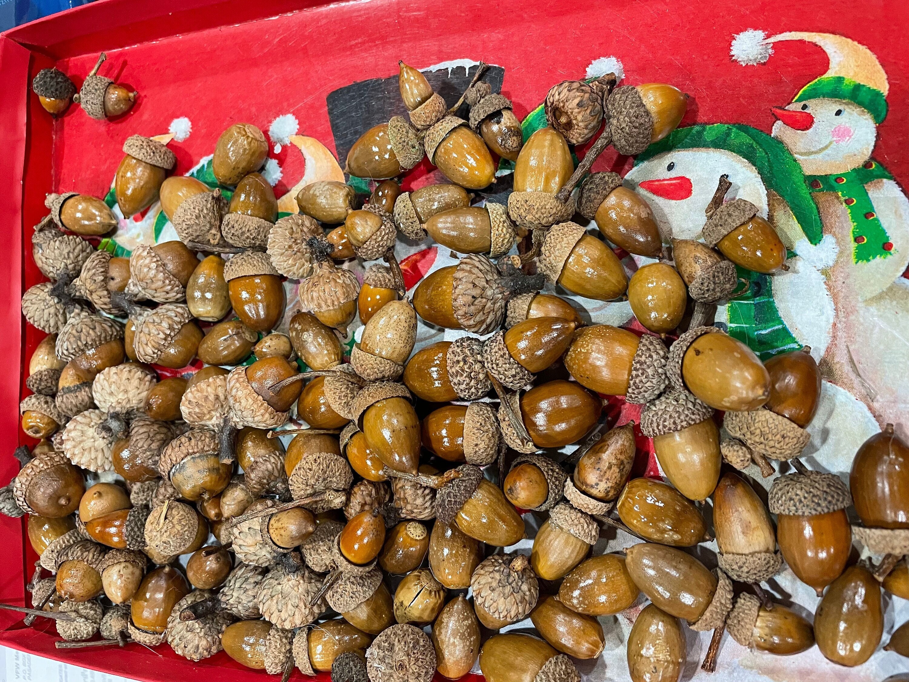 Mix 30 Natural Acorns Tiny to Jumbo With and Without Caps With Acrylic ...