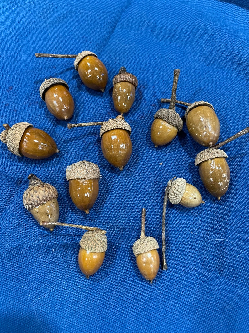 Mix 50 Natural Acorns Tiny to Jumbo With and Without Caps With Acrylic ...