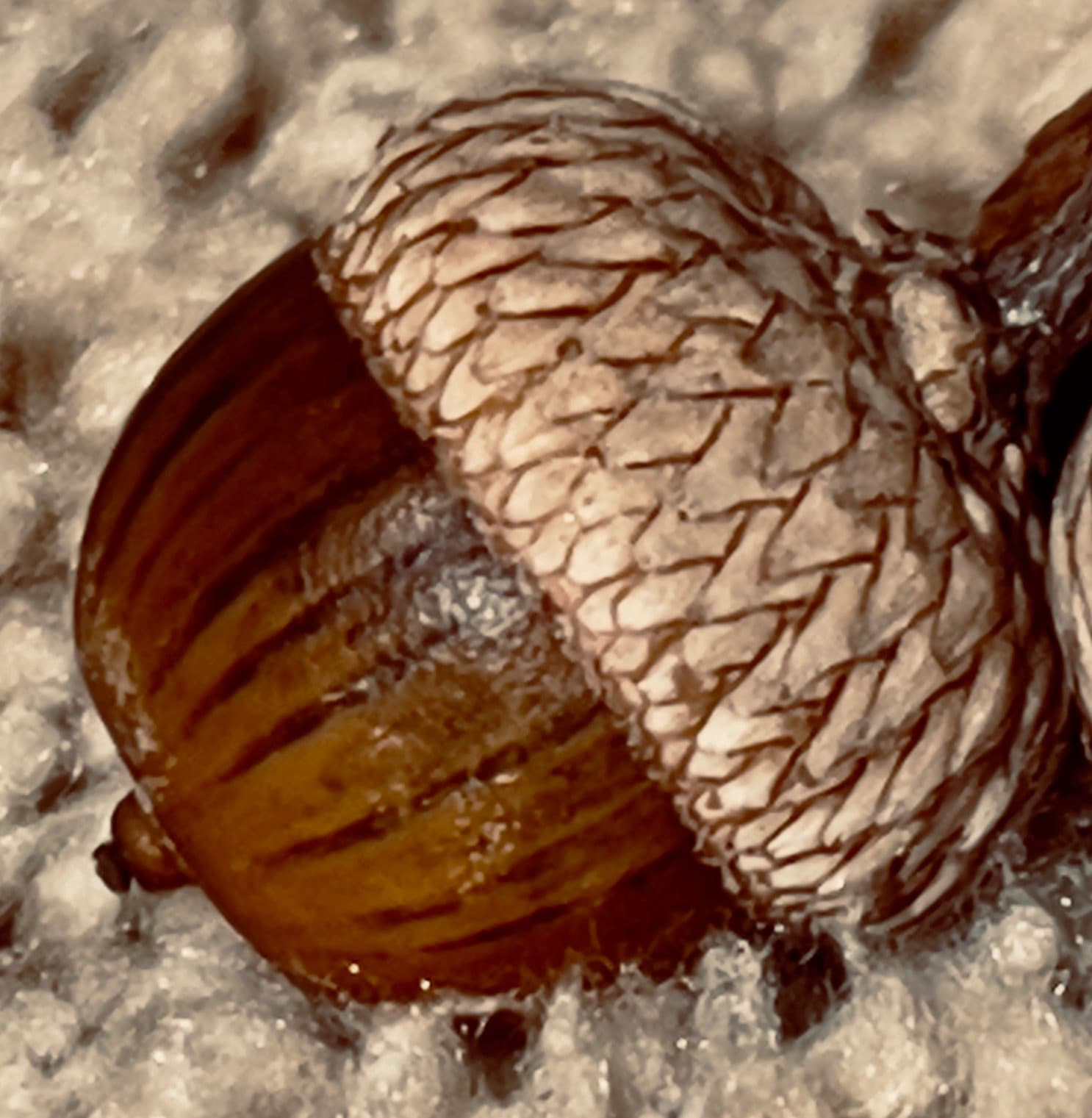 NEW 2023 50 All Natural Acorns Med, Small N XS Sizes With Caps All ...