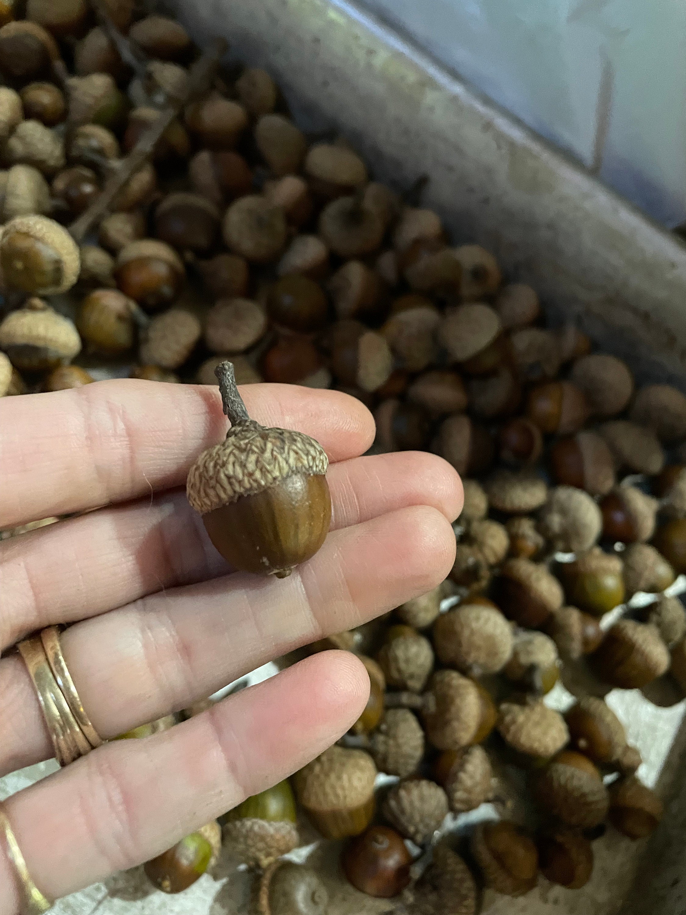 NEW 2023 50 All Natural Acorns Med, Small N XS Sizes With Caps All ...