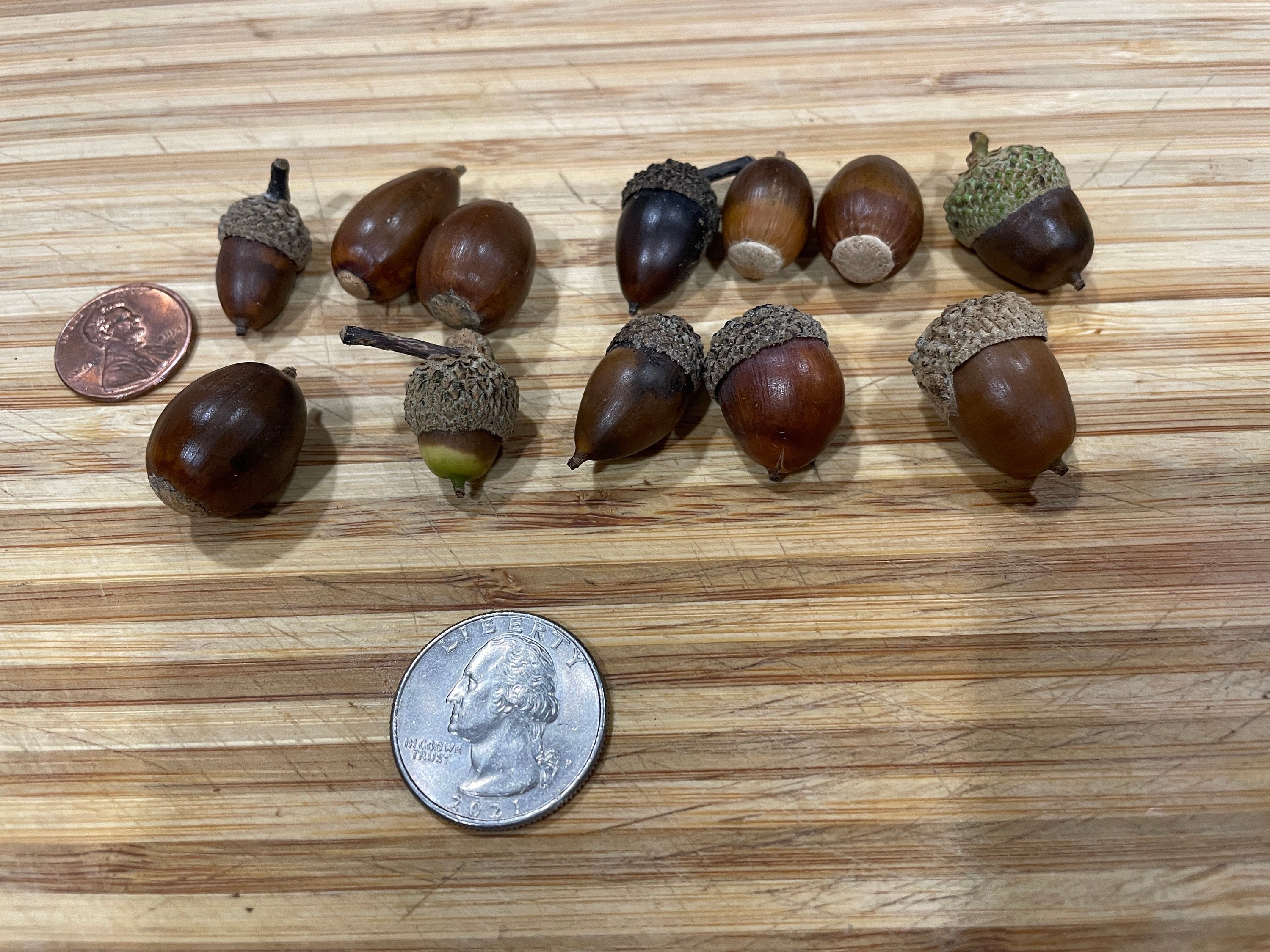 2023 All NEW 100 All Natural Acorns Mix Sizes With Caps All White Oaks ...