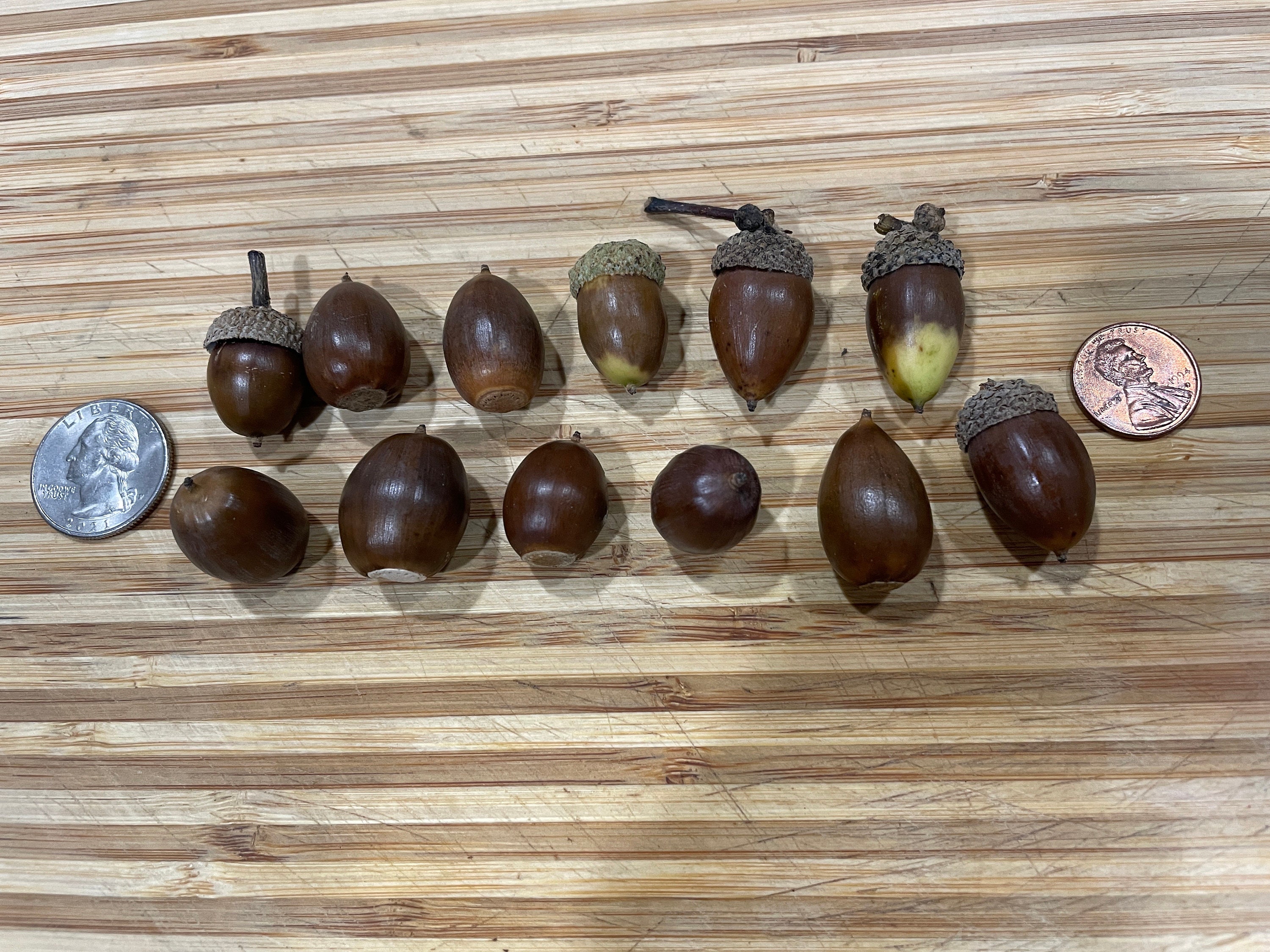 2023 All NEW 100 All Natural Acorns Mix Sizes With Caps All White Oaks ...