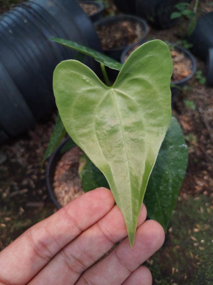 Variegated Heartleaf Philodendron - Etsy