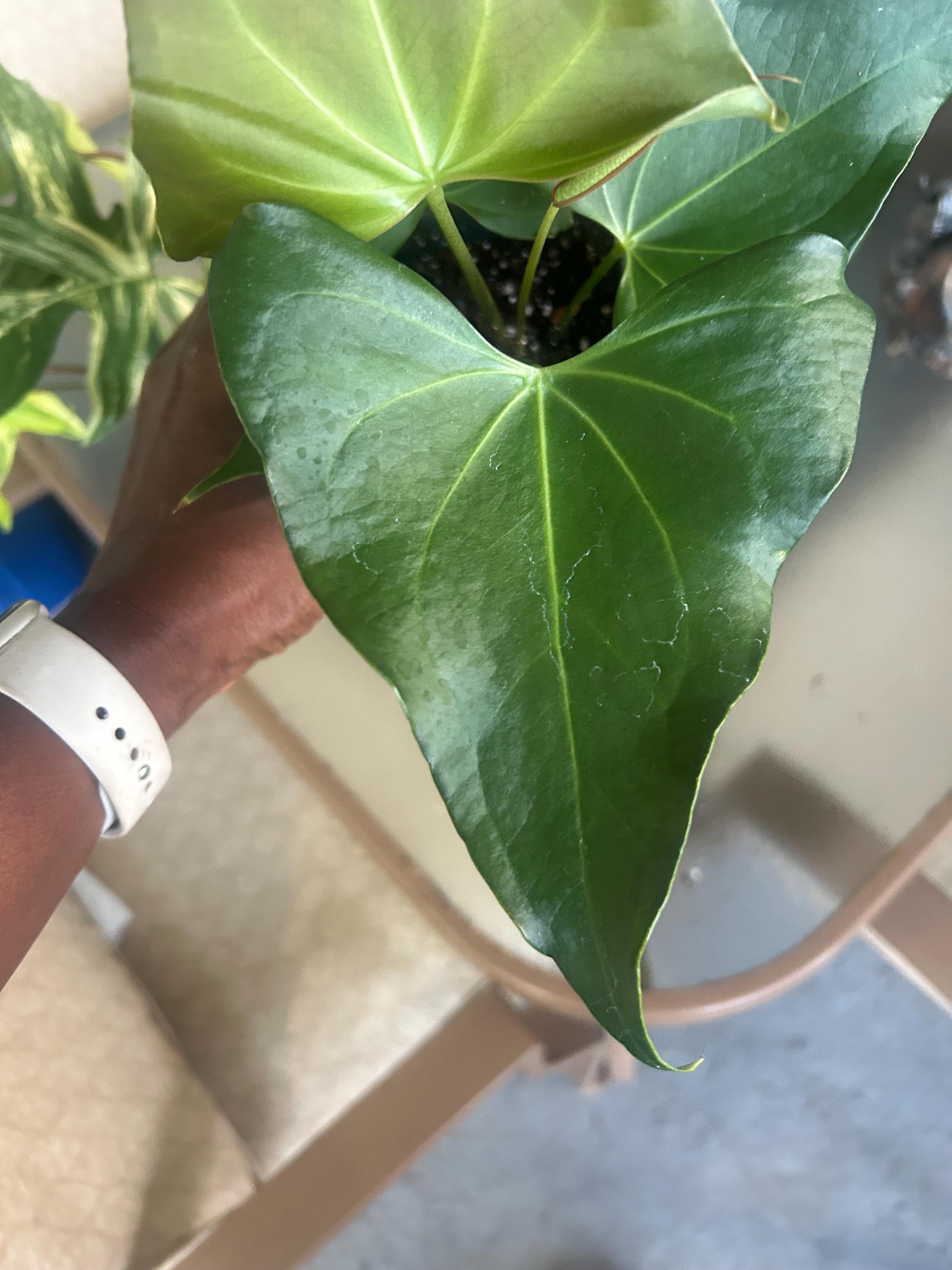 Delta Force Anthurium - Etsy