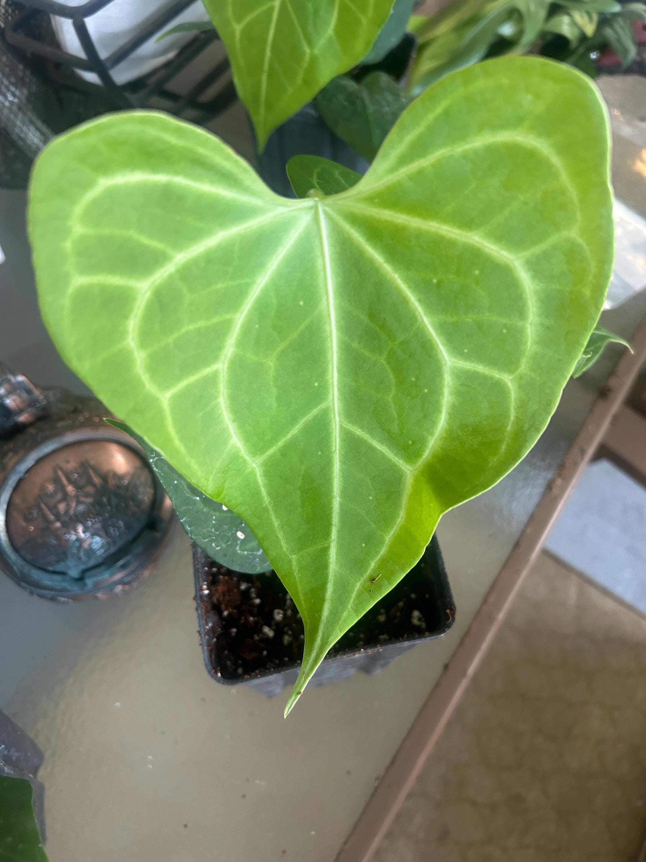 Delta Force Anthurium - Etsy