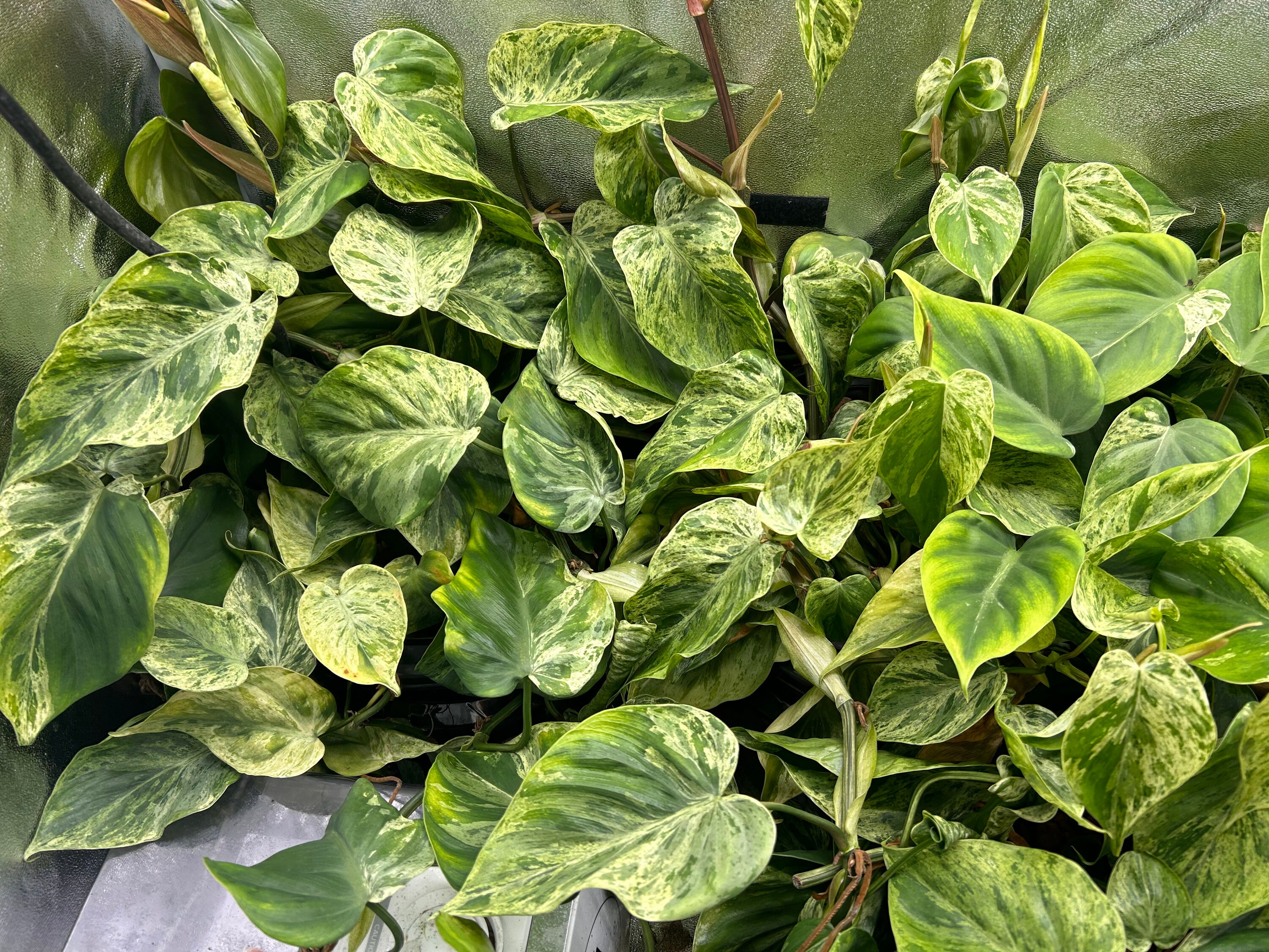 Variegated Heartleaf Philodendron - Etsy