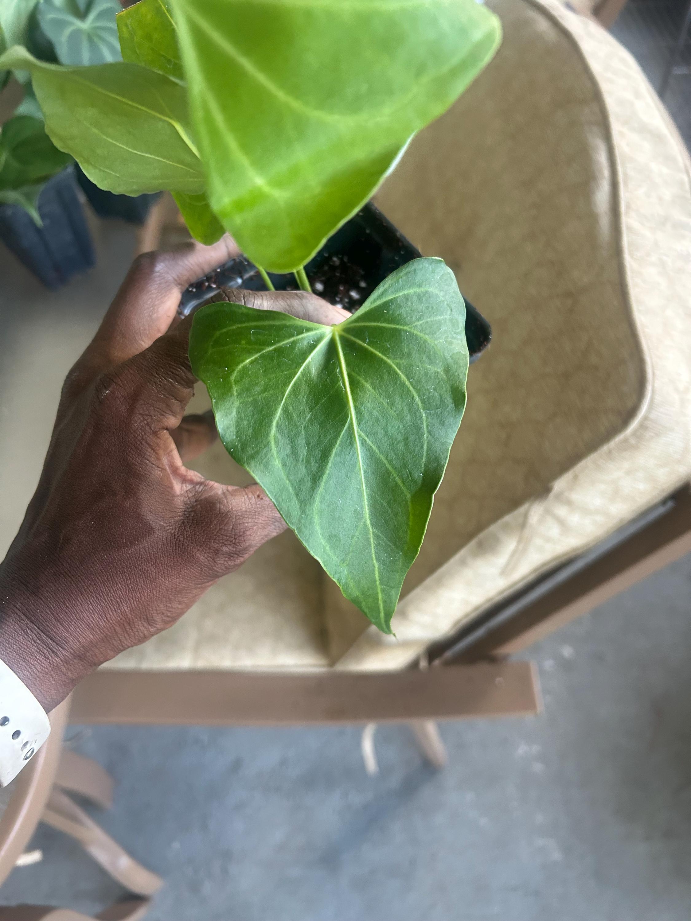 Delta Force Anthurium - Etsy