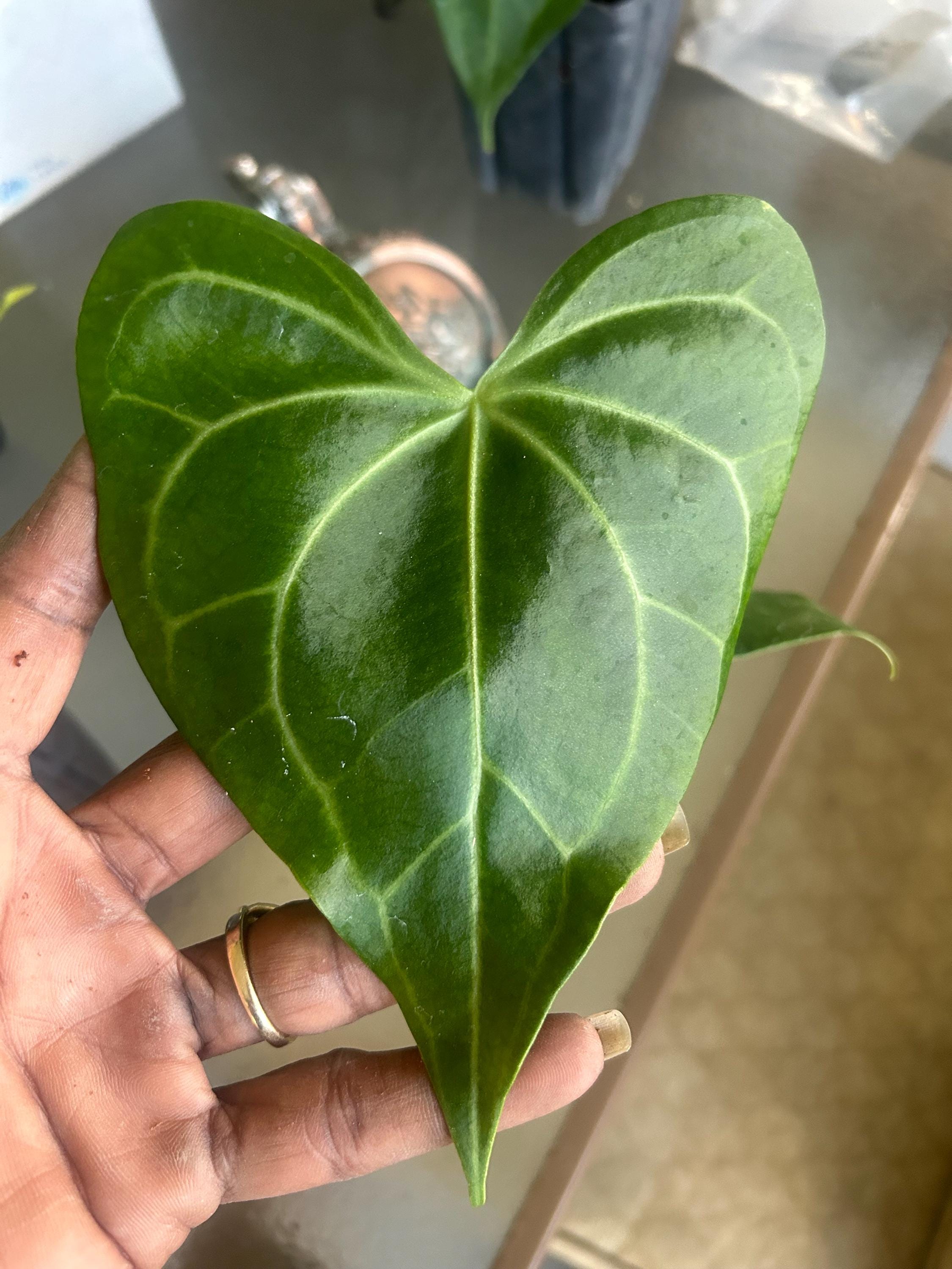 Delta Force Anthurium - Etsy