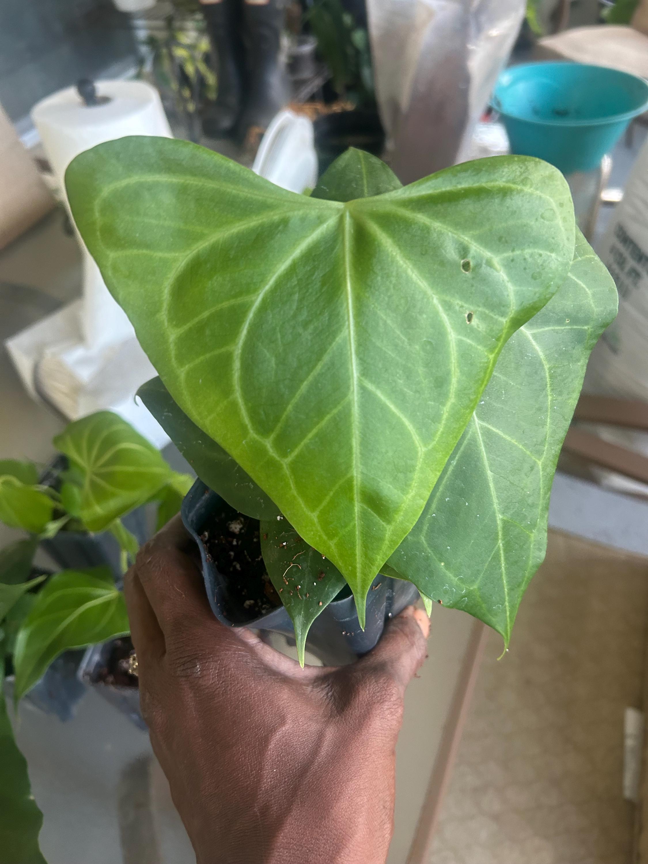 Delta Force Anthurium - Etsy