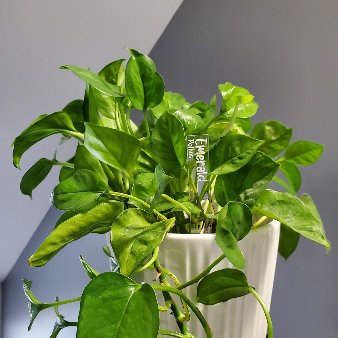 Custom Houseplant ID Markers - POTHOS - Acrylic Laser Engraved Name Tag ...