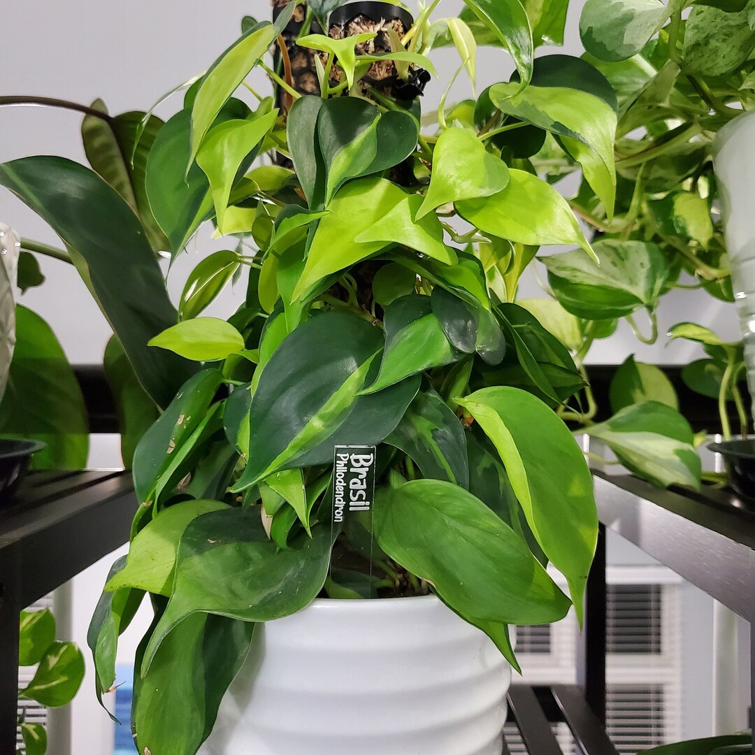 Custom Houseplant ID Markers - PHILODENDRON A-L - Acrylic Laser ...