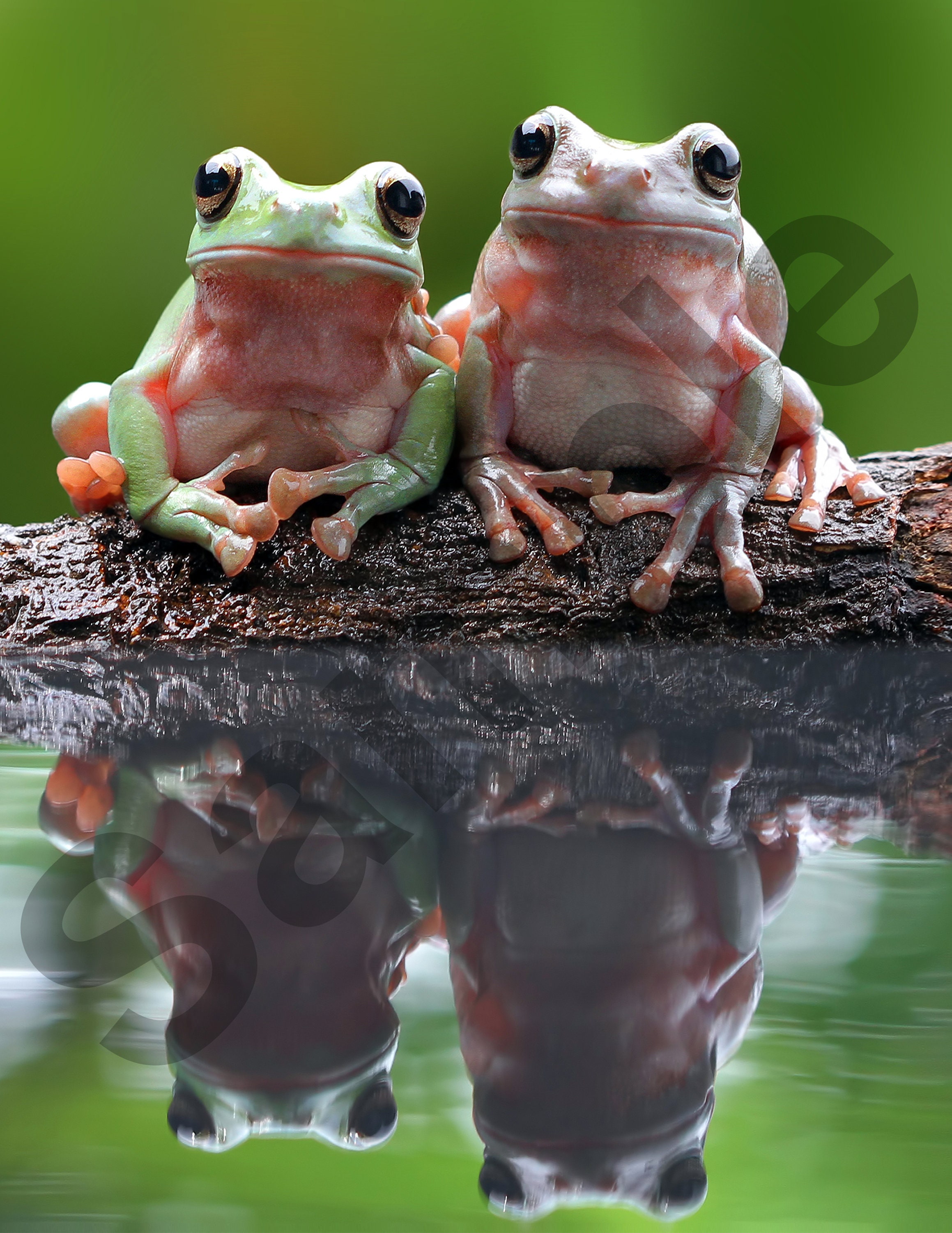 Coloring Page Froggy Fun Grayscale High Resolution Printable - Etsy ...