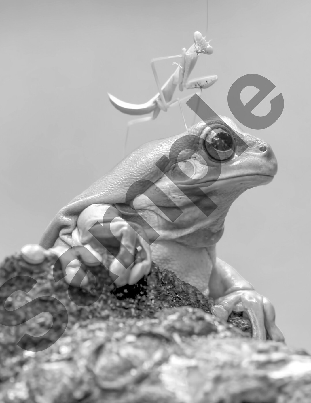 Coloring Page Froggy Fun Grayscale High Resolution Printable Single ...