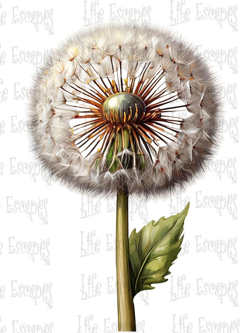 Dandelion Clipart Set, 8 Printable Transparent PNG, Floral Digital ...