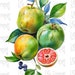 Watercolor Fruit Clipart Set, Instant Download, Transparent PNG ...