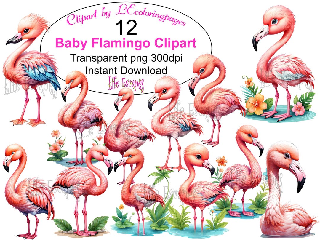 12 Baby Flamingo Clipart Set Commercial Use POD Use Transparent PNG ...