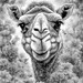 Grayscale Camel Adult Coloring Page With Floral Background - Etsy