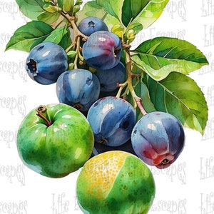 Watercolor Fruit Clipart Set, Instant Download, Transparent PNG ...