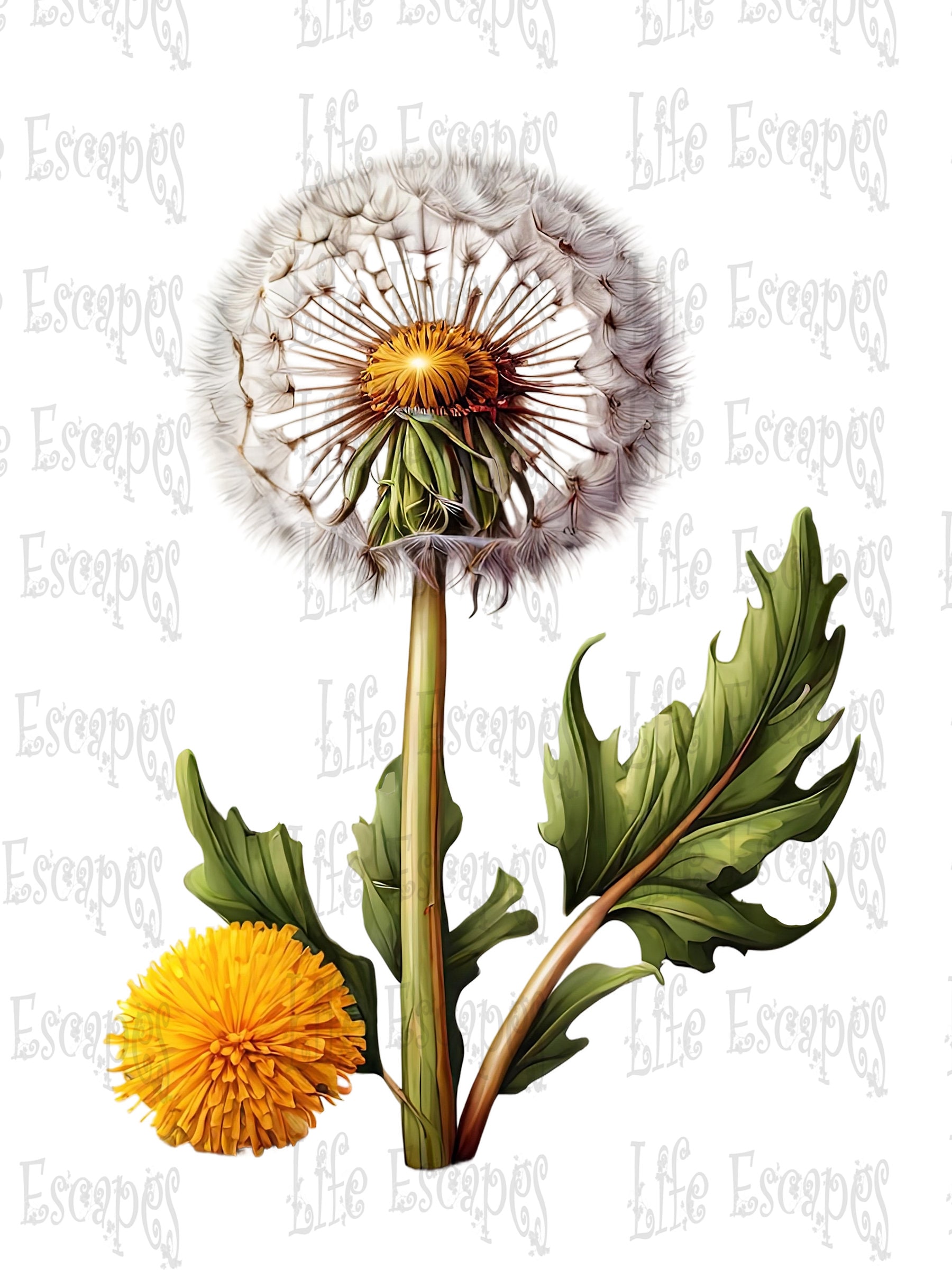 Dandelion Clipart Set, 8 Printable Transparent PNG, Floral Digital ...