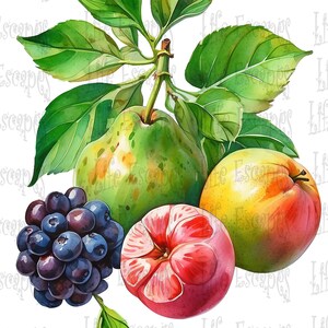 Watercolor Fruit Clipart Set, Instant Download, Transparent PNG ...