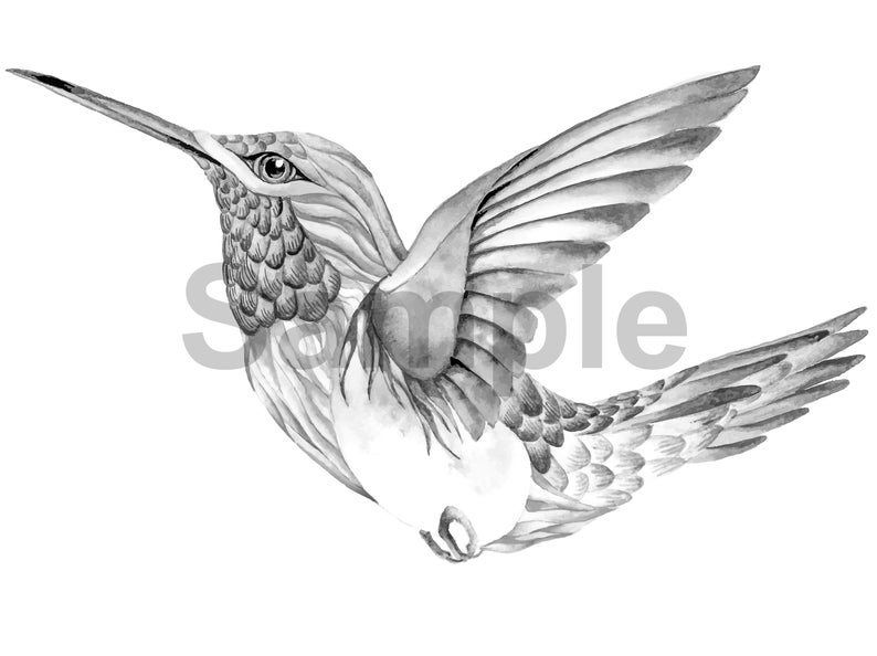 Coloring Page Hummingbirds Grayscale High Resolution Printable Single ...