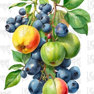 Watercolor Fruit Clipart Set, Instant Download, Transparent PNG ...