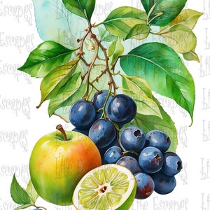 Watercolor Fruit Clipart Set, Instant Download, Transparent PNG ...
