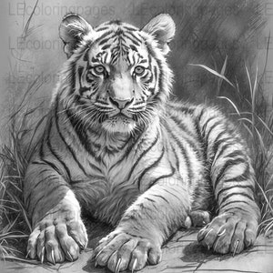 Adult Coloring Page Tiger Printable, Detailed Grayscale Jungle Animal ...