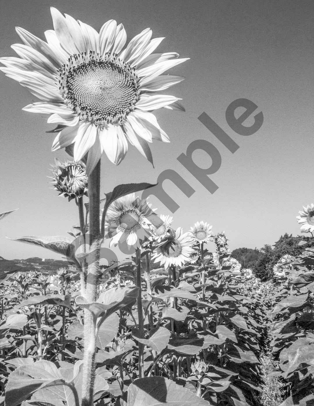Sunflower Coloring Page for Adults Grayscale High Resolution Printable ...