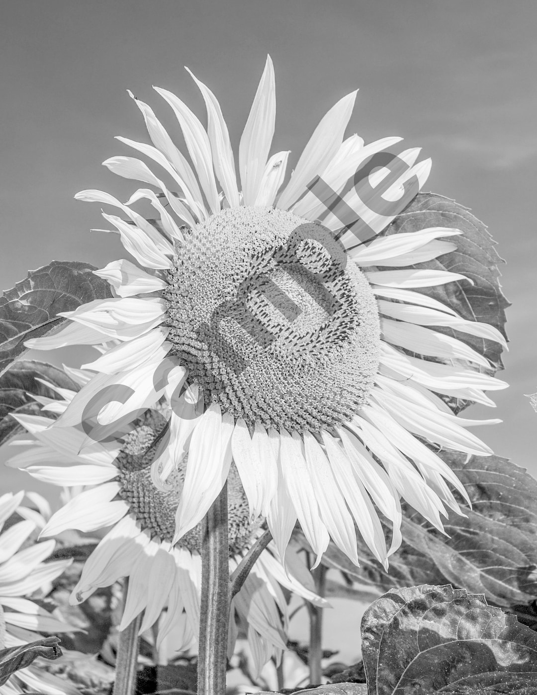 Sunflower Coloring Page for Adults Grayscale High Resolution Printable ...