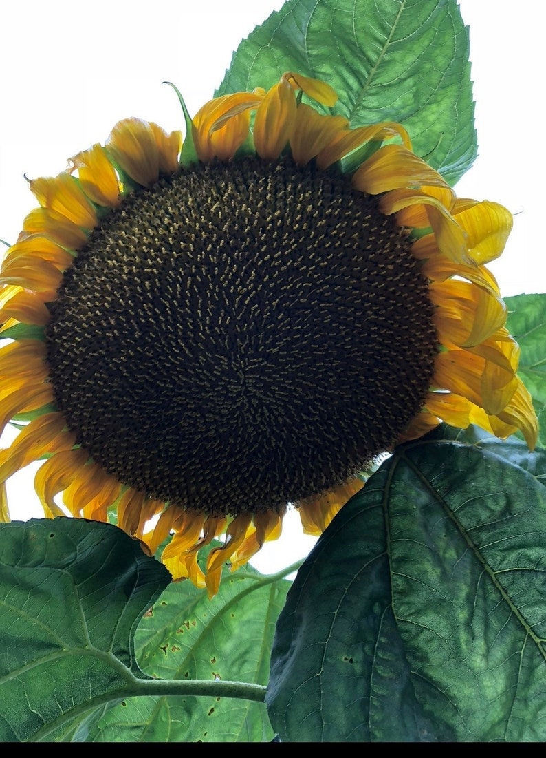 6 Different Giant Sunflowers in 6 Sachets (each 20 Seeds). Titan ...