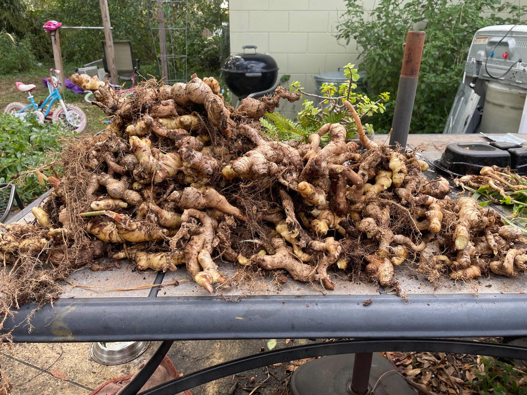 Fresh, LIVE Ginger Roots - Zingiber Officinale - 1/2 LB - Etsy